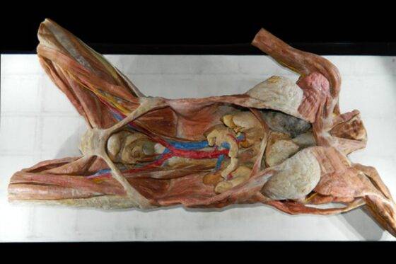 «Bodies Revealed»: la polémica exposición sobre el cuerpo humano llega ...
